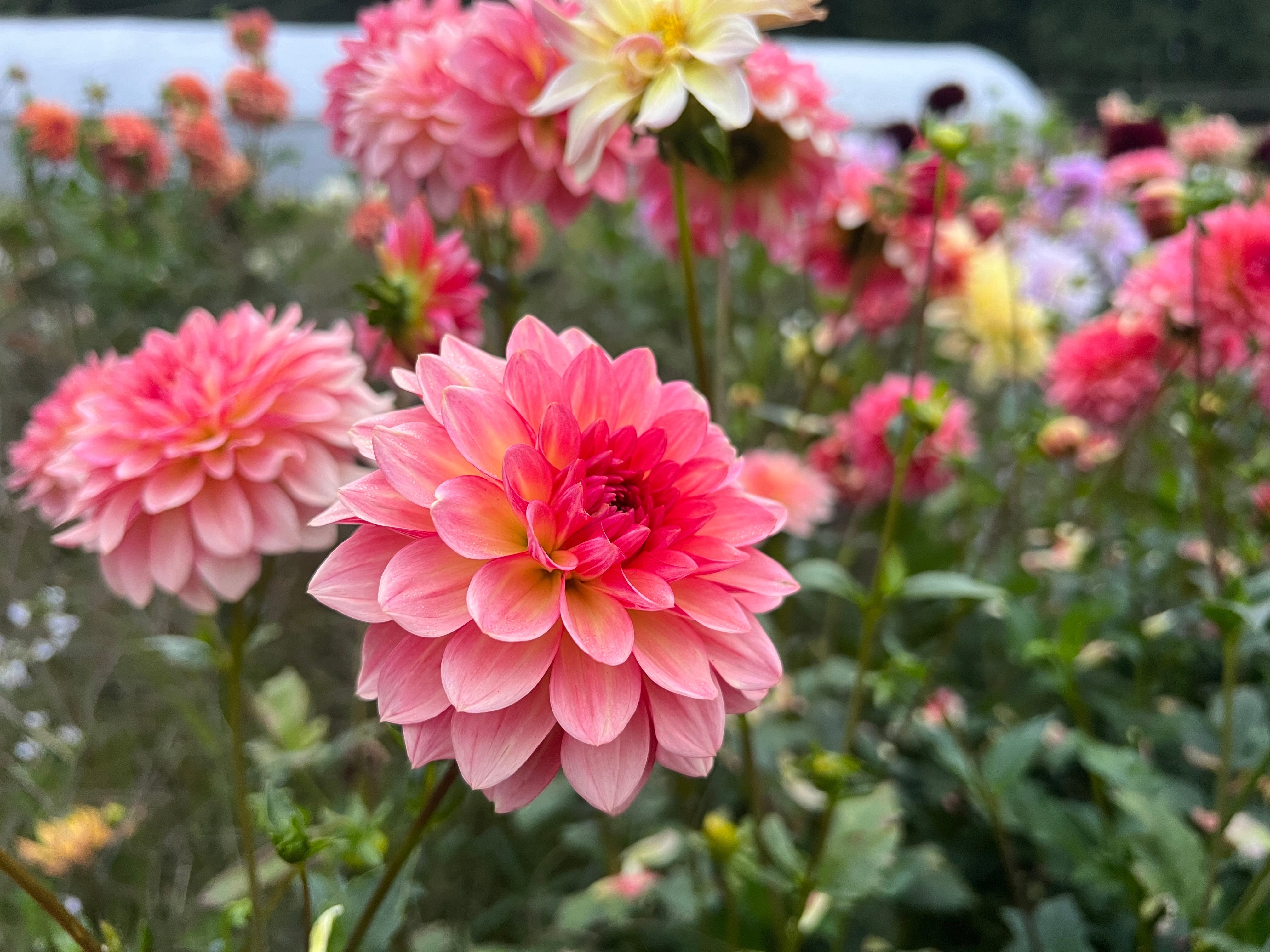 Featured Varieties 2025 – Evelyn's Garden and Nursery
