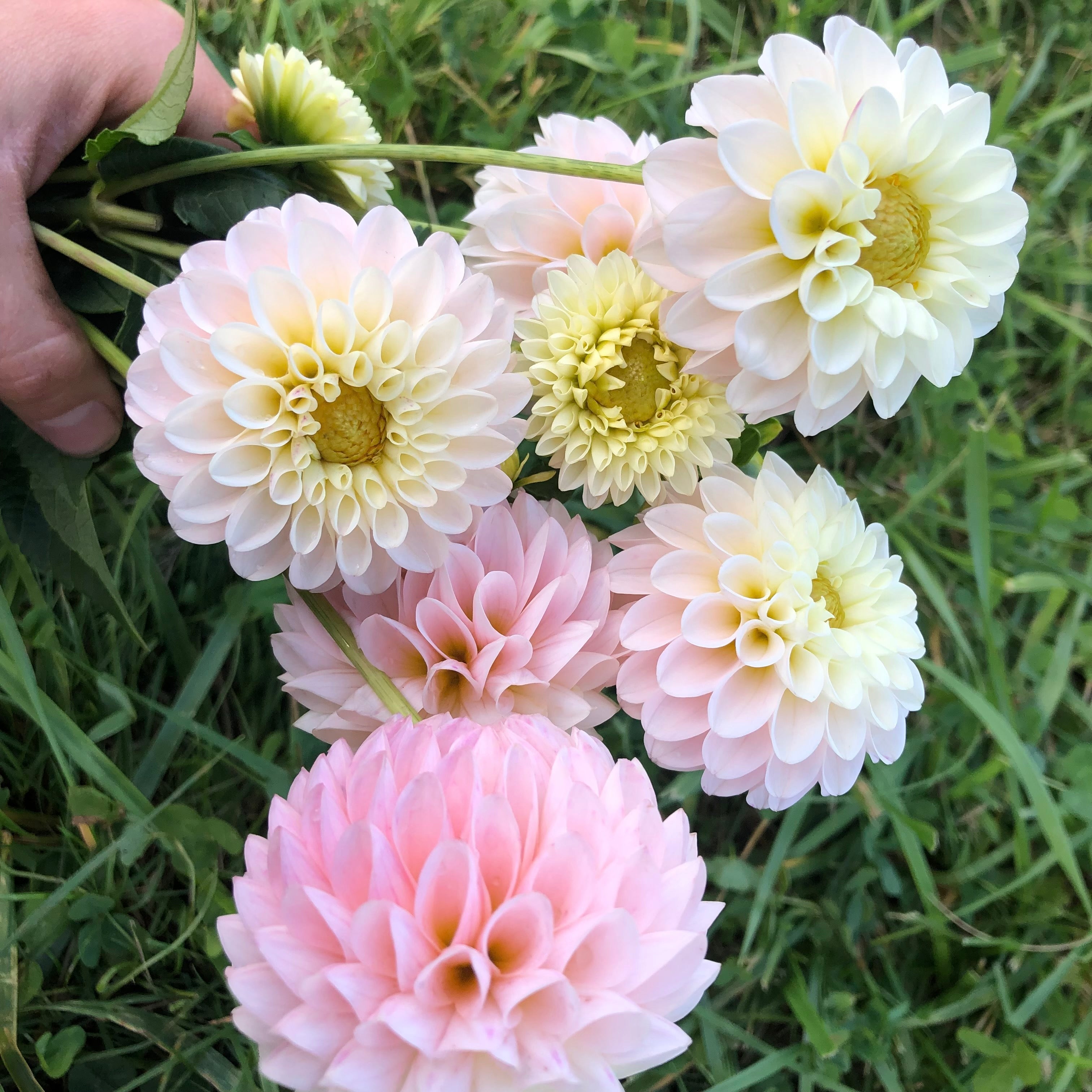 Camano Zoe - Dahlia Tuber – Evelyn's Garden and Nursery