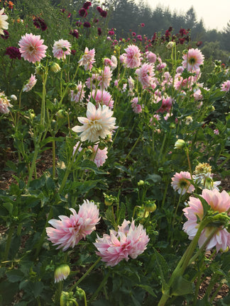 Alloway Candy - Dahlia Tuber – Evelyn's Garden and Nursery