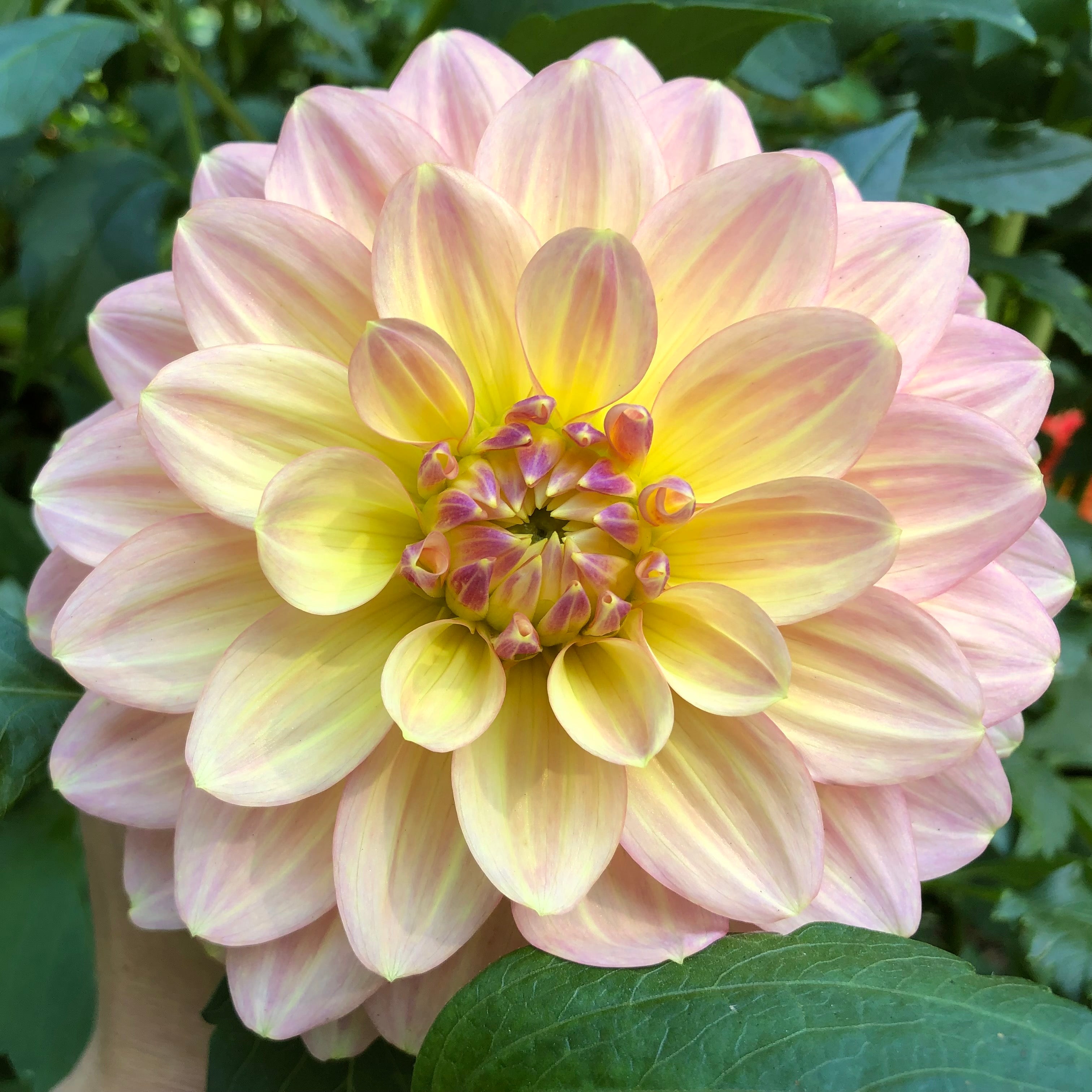 Wyn's New Pastel- Dahlia Tuber – Evelyn's Garden and Nursery