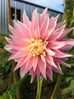 Alloway Candy - Dahlia Tuber – Evelyn's Garden and Nursery